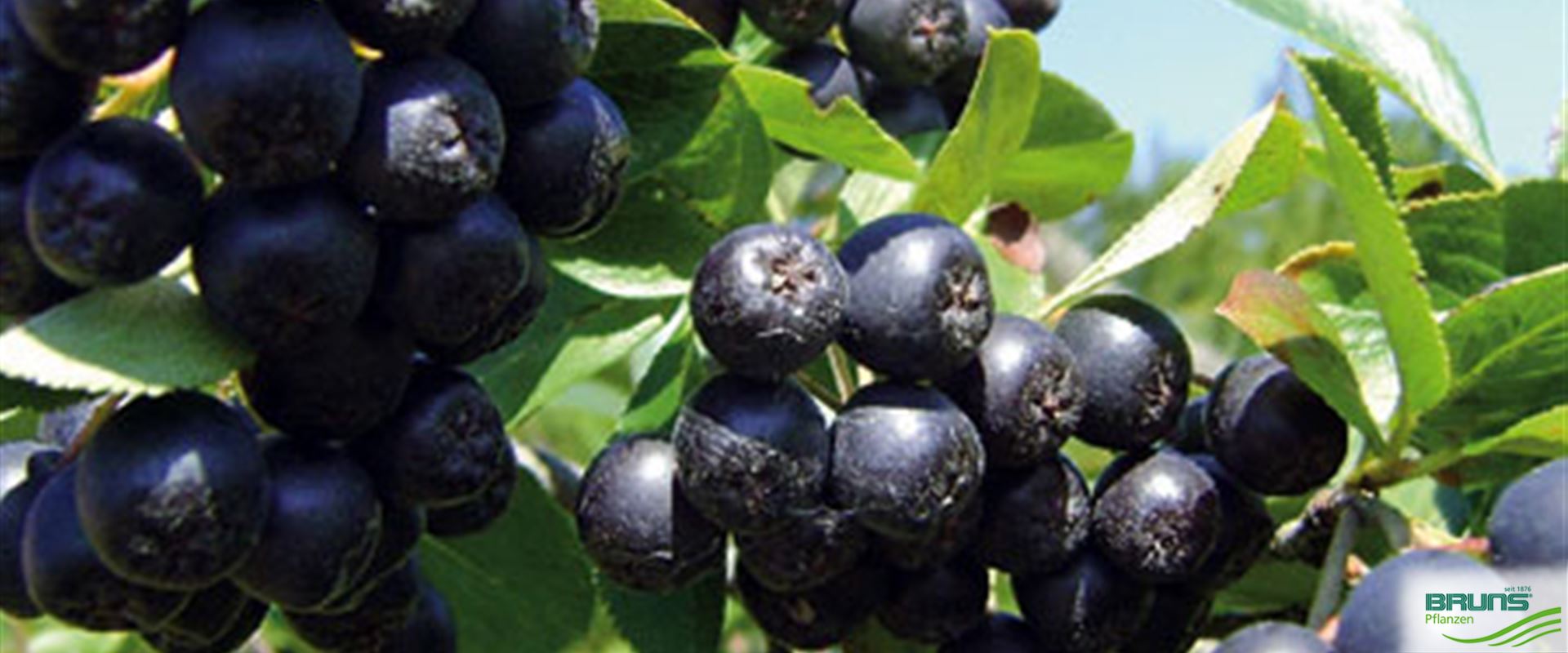 Aronia prunifolia 'Nero' von Bruns Pflanzen