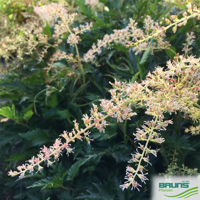 Astilbe glaberrima 'Sprite' von Bruns Pflanzen
