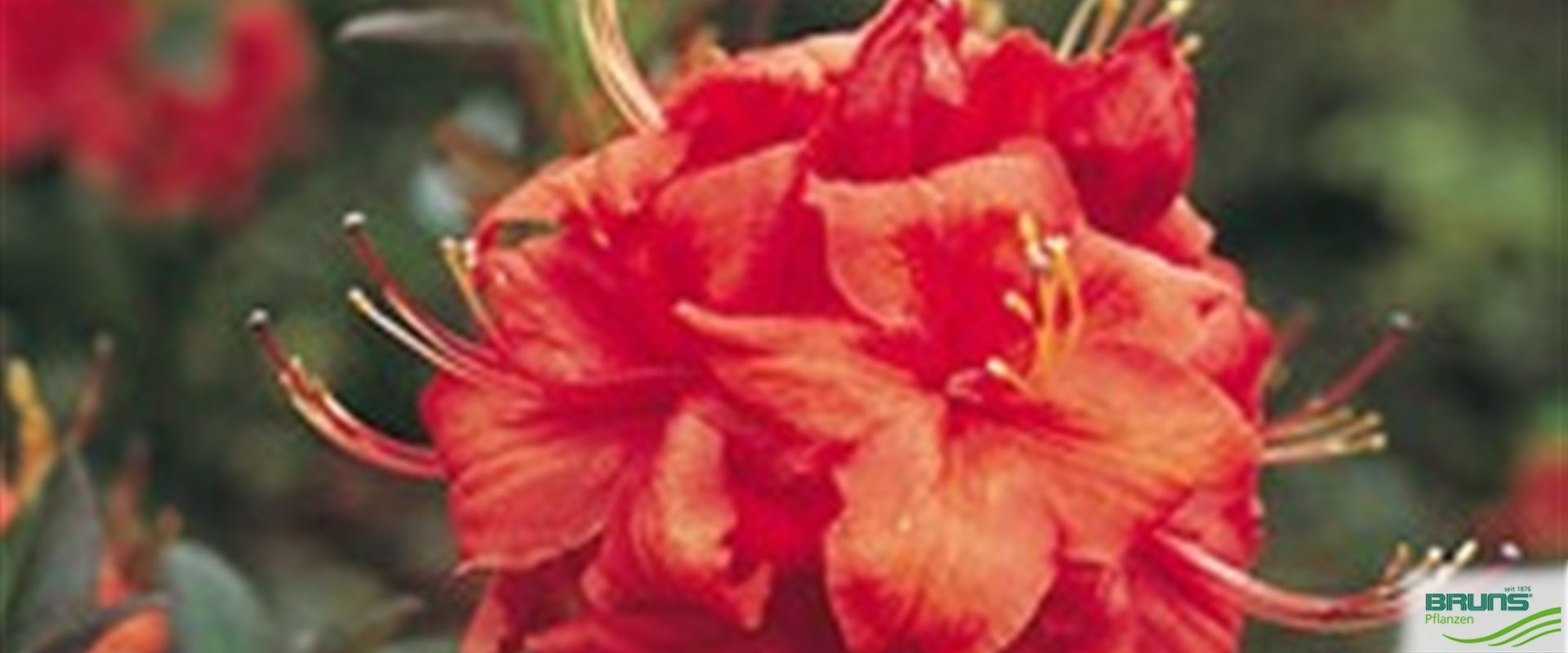 Azalea Knap-Hill 'Fireball' von Bruns Pflanzen