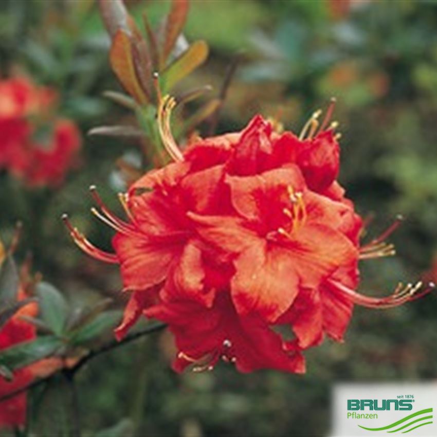 Azalea Knap-Hill 'Fireball' von Bruns Pflanzen