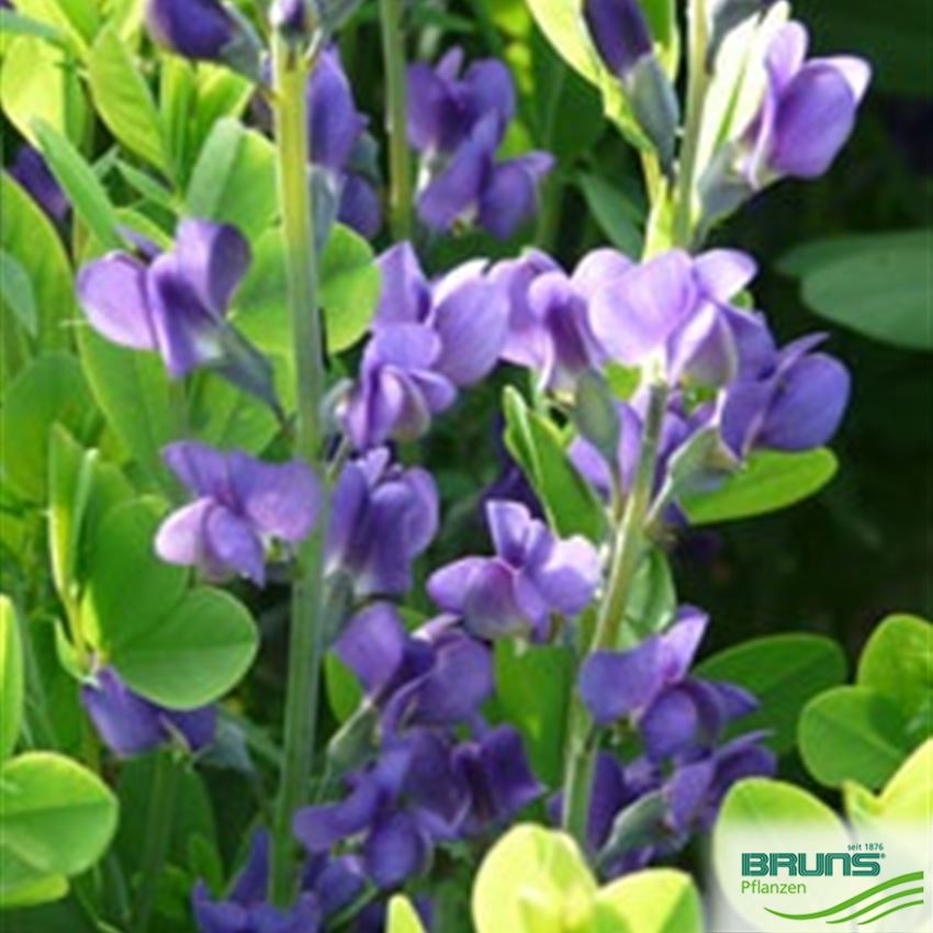 Baptisia australis von Bruns Pflanzen
