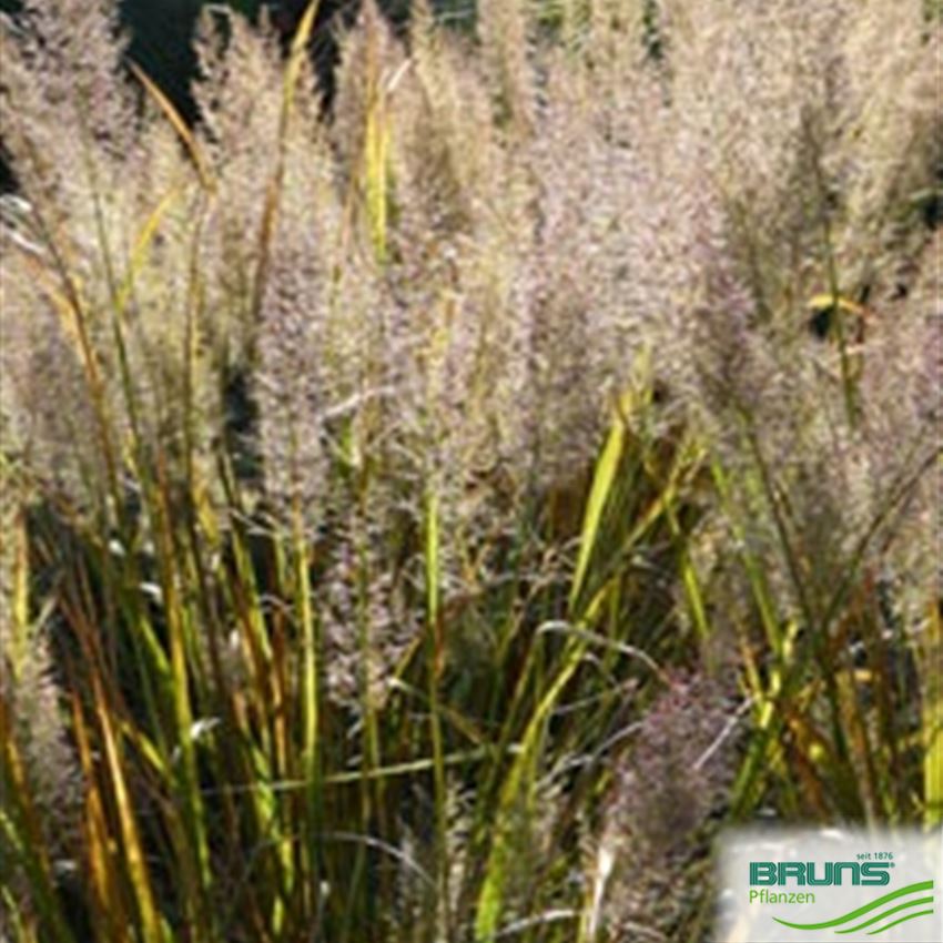 Calamagrostis arundinacea var. brachytricha, Diamantgras von Bruns Pflanzen