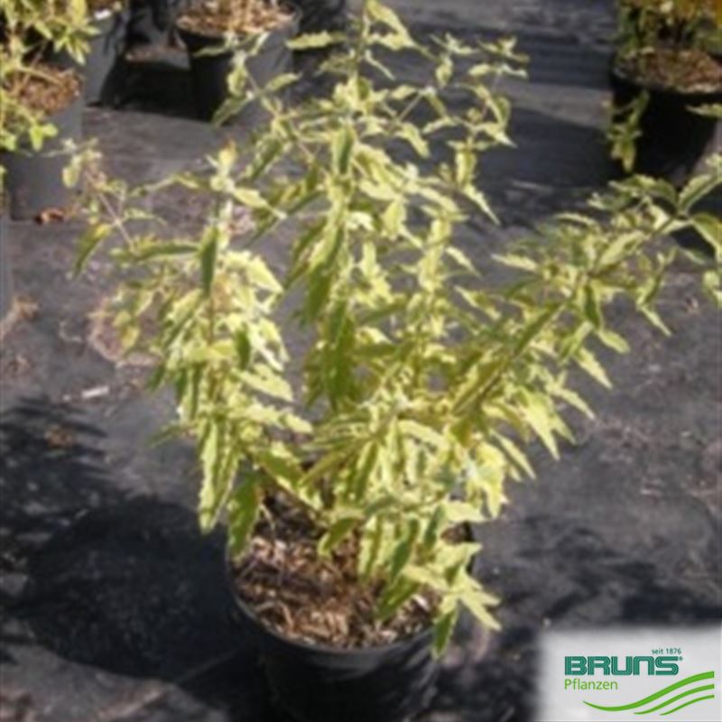 Caryopteris clandonensis 'Summer Sorbet' (R) von Bruns Pflanzen