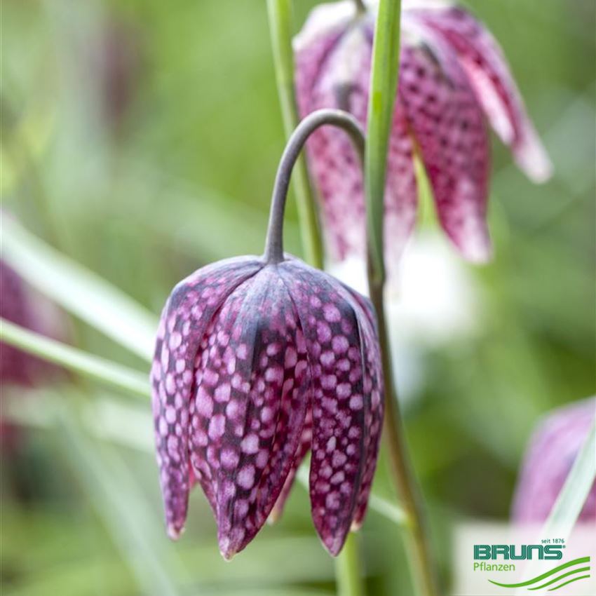 Fritillaria meleagris, Snakehead Fritillary von Bruns Pflanzen