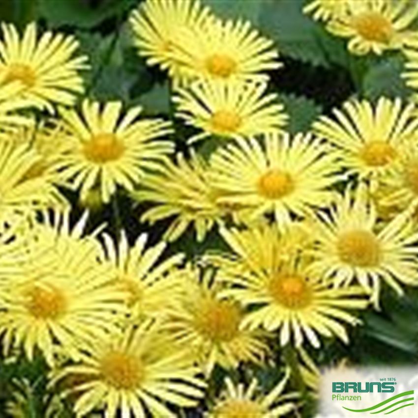 Doronicum orientale 'Magnificum' von Bruns Pflanzen