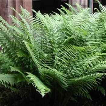 Dryopteris filix-mas, native Male-Fern von Bruns Pflanzen