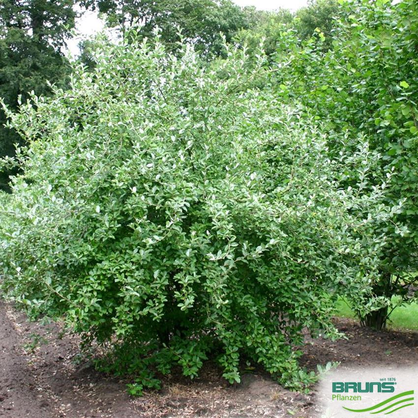 Elaeagnus multiflora, Guomi von Bruns Pflanzen