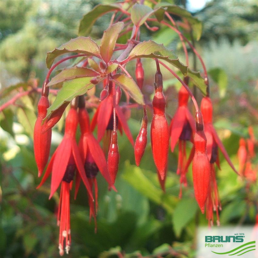 Fuchsia magellanica 'Riccartonii' von Bruns Pflanzen