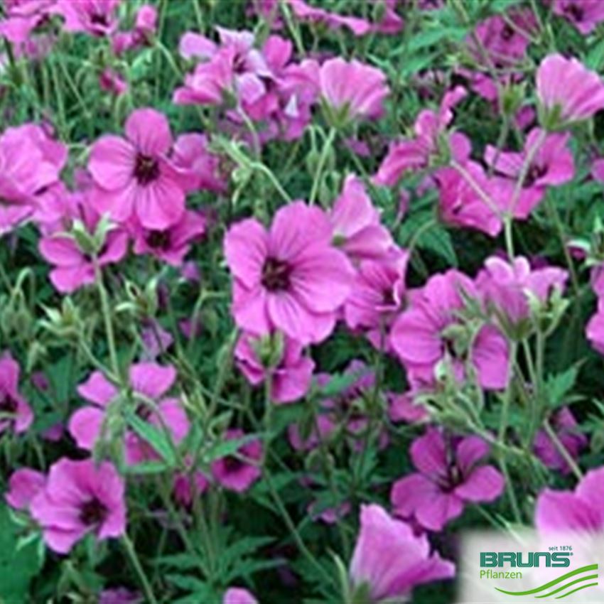 Geranium 'Patricia' von Bruns Pflanzen
