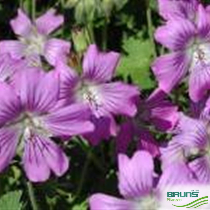 Geranium gracile 'Sirak' von Bruns Pflanzen