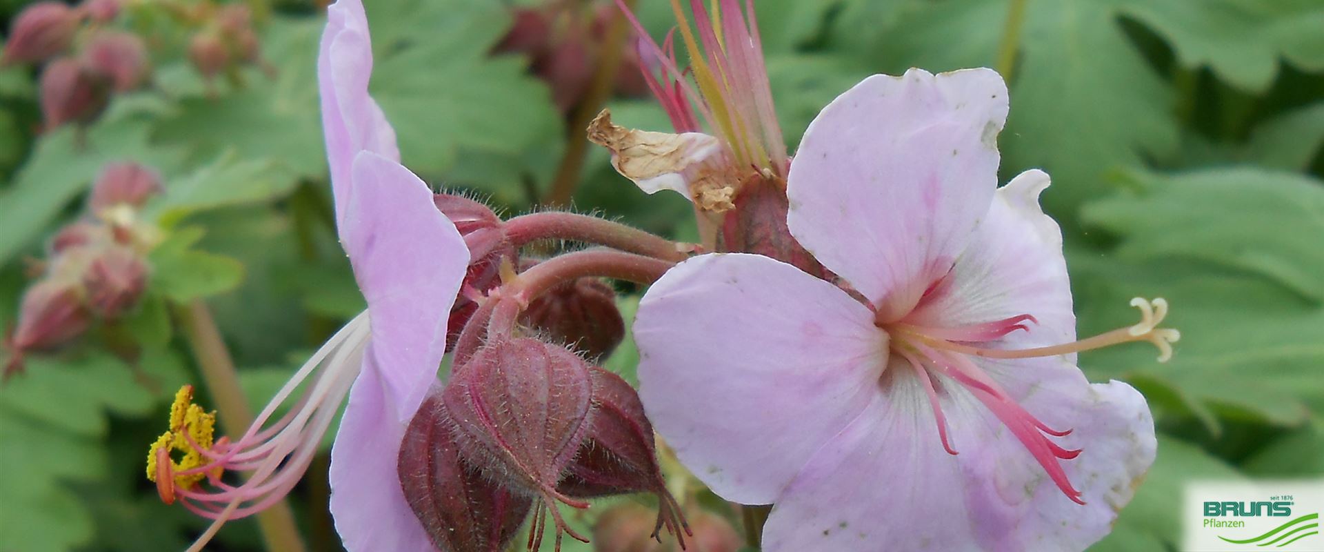 Geranium macrorrhizum 'Ingwersen' von Bruns Pflanzen