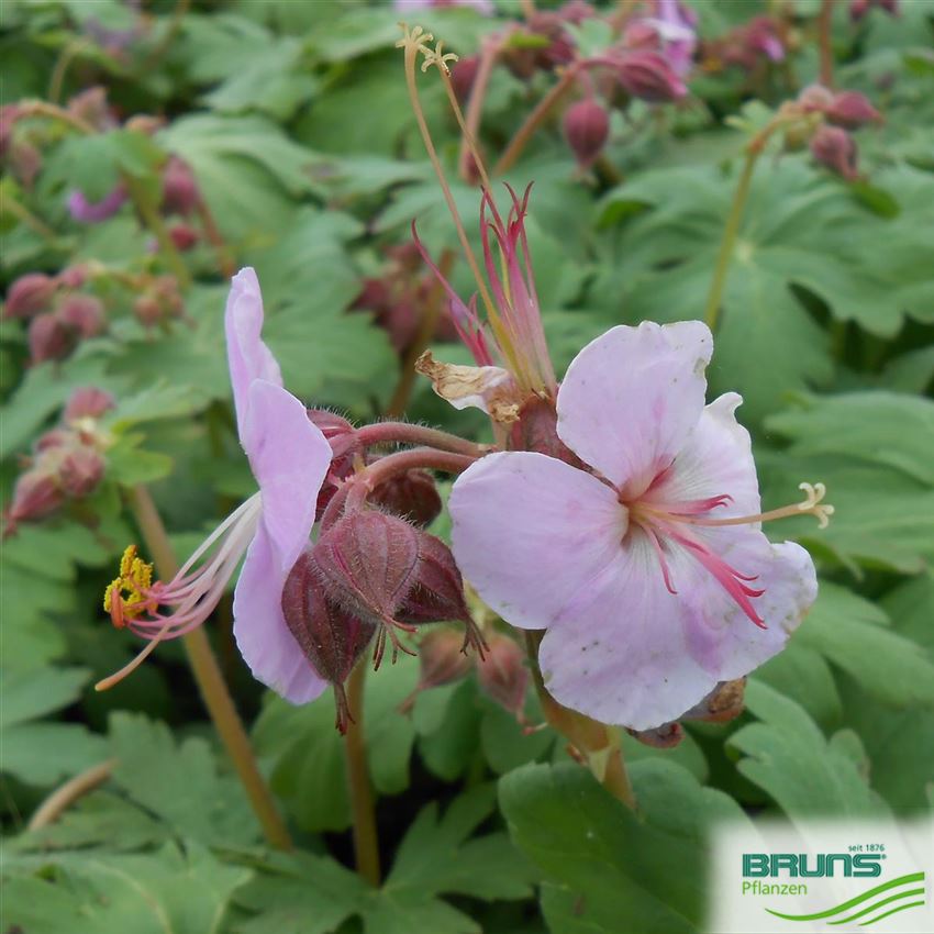 Geranium macrorrhizum 'Ingwersen' von Bruns Pflanzen