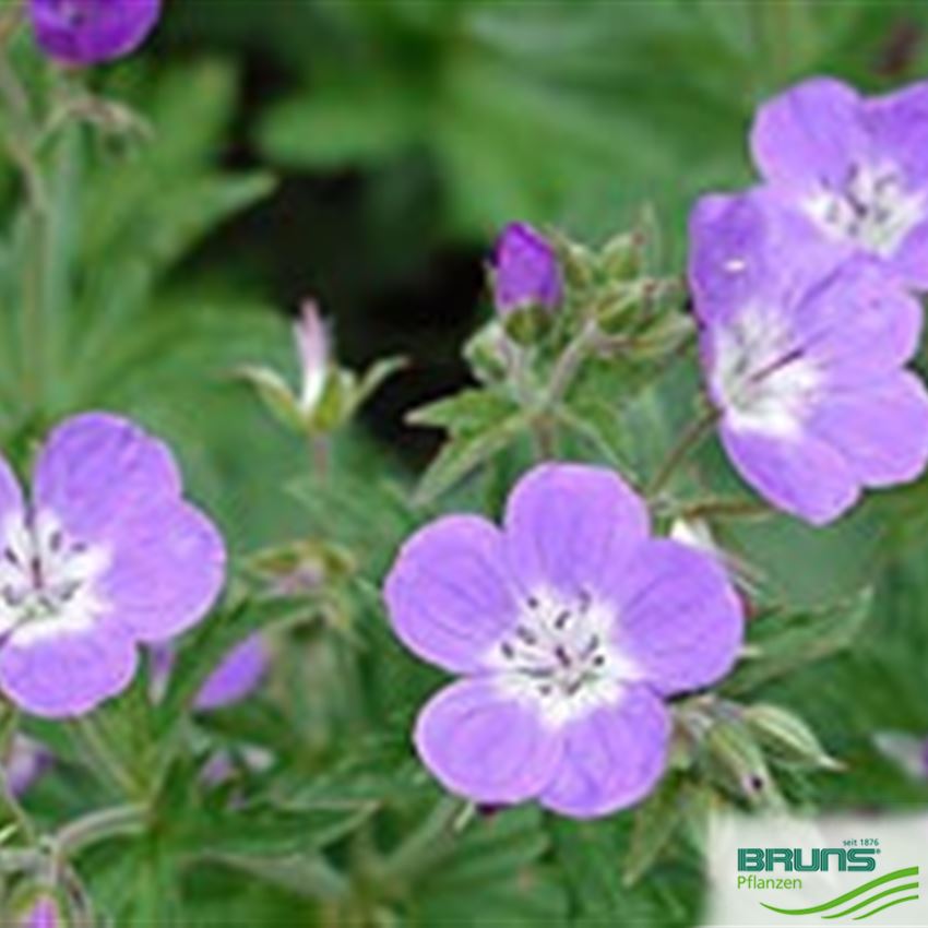 Geranium sylvaticum 'Mayflower' von Bruns Pflanzen