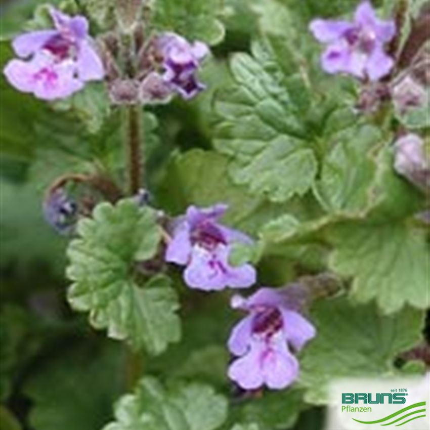 Glechoma hederacea von Bruns Pflanzen