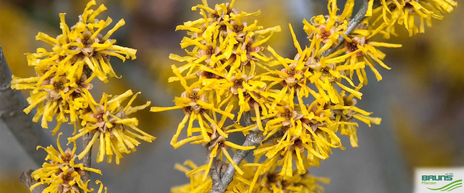 Hamamelis mollis 'Brevipetala' von Bruns Pflanzen
