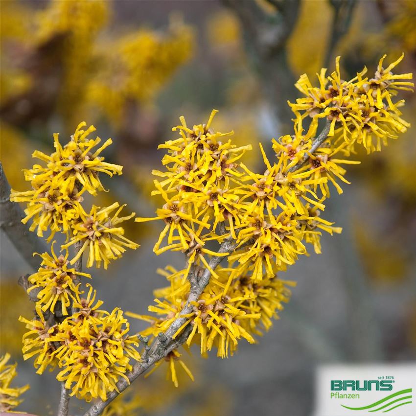 Hamamelis mollis 'Brevipetala' von Bruns Pflanzen