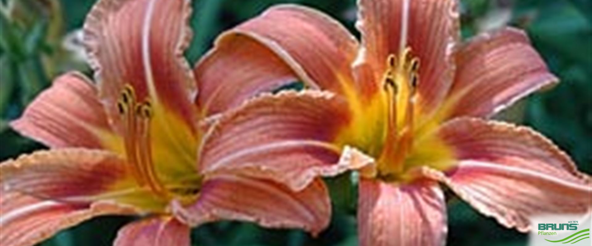 Hemerocallis fulva von Bruns Pflanzen