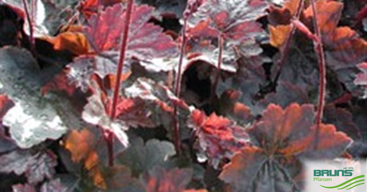 Heuchera micrantha 'Rachel' von Bruns Pflanzen