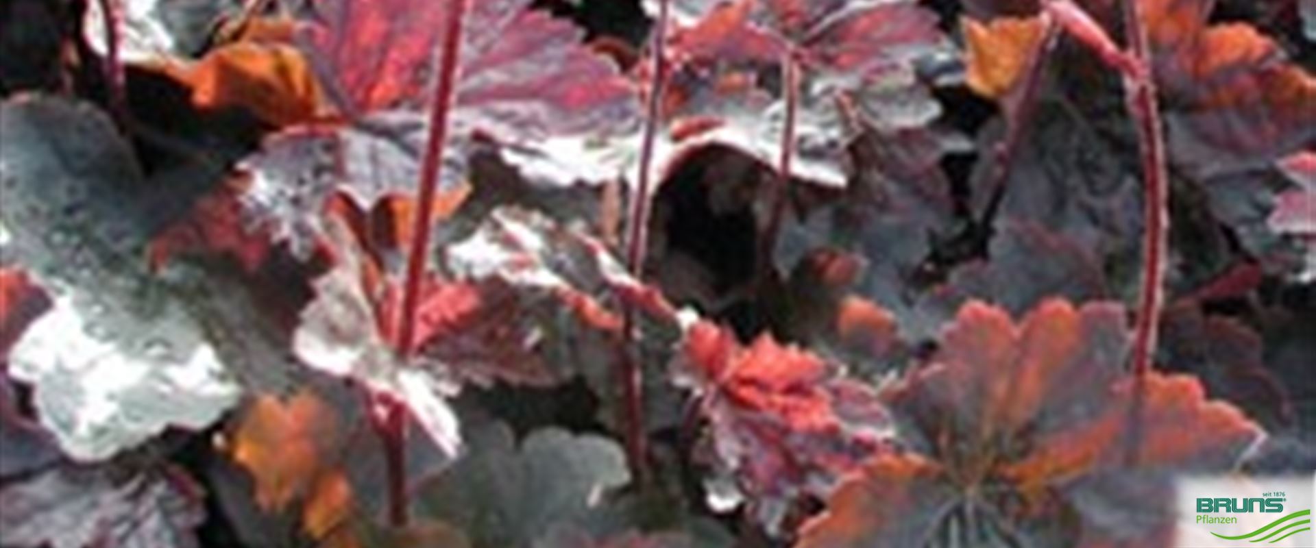 Heuchera micrantha 'Rachel' von Bruns Pflanzen