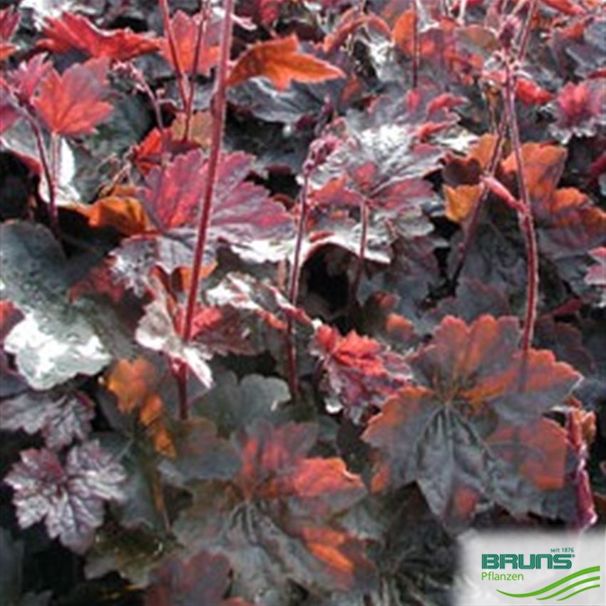Heuchera micrantha 'Rachel' von Bruns Pflanzen