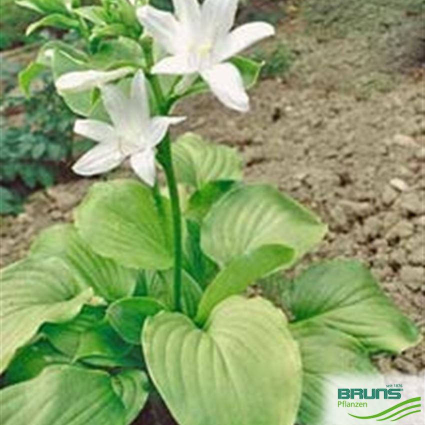 Hosta 'Royal Standard' von Bruns Pflanzen