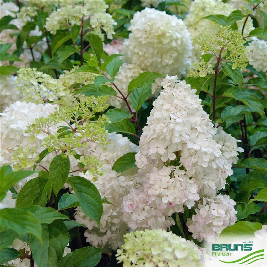 Hydrangea paniculata 'Vanilla Fraise' von Bruns Pflanzen