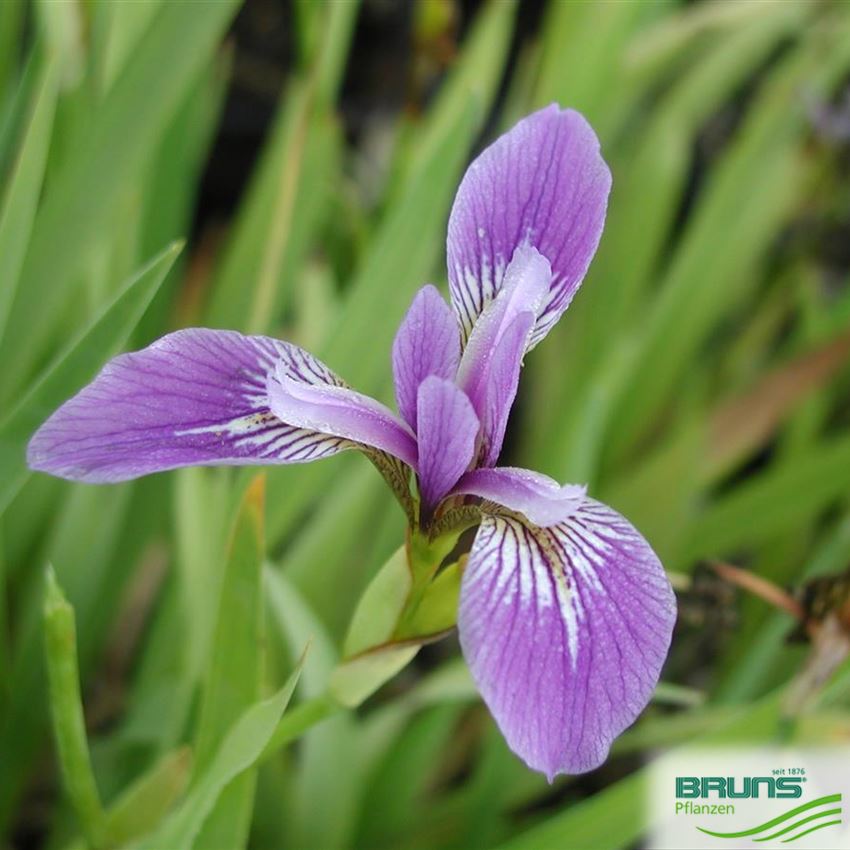 Iris versicolor von Bruns Pflanzen