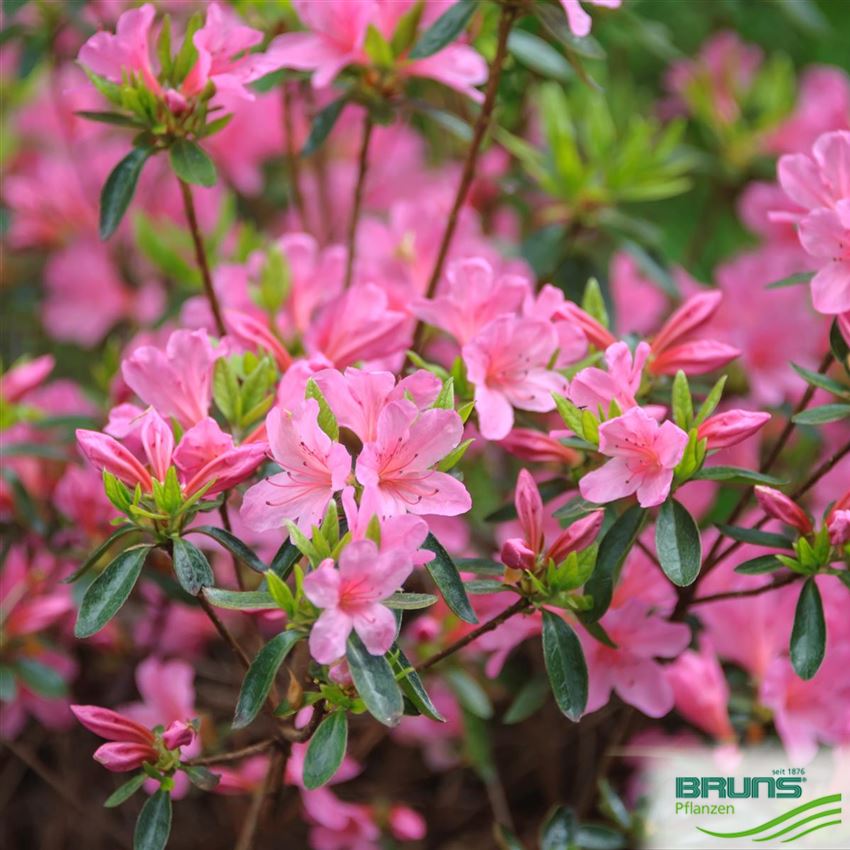 Jap. Azalea kl.bl. 'Mme. van Hecke' von Bruns Pflanzen