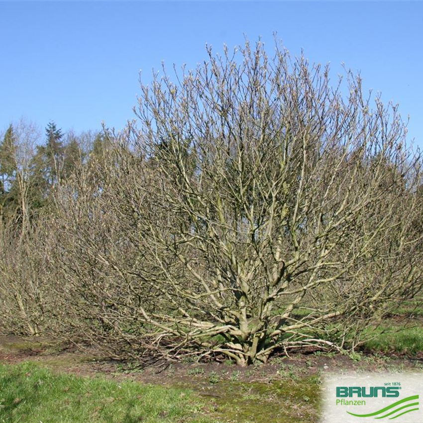 Magnolia 'Susan' von Bruns Pflanzen