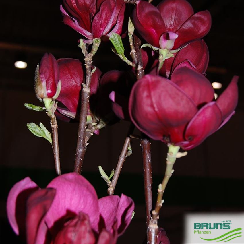 Magnolia soulangeana 'Genie' (R) von Bruns Pflanzen