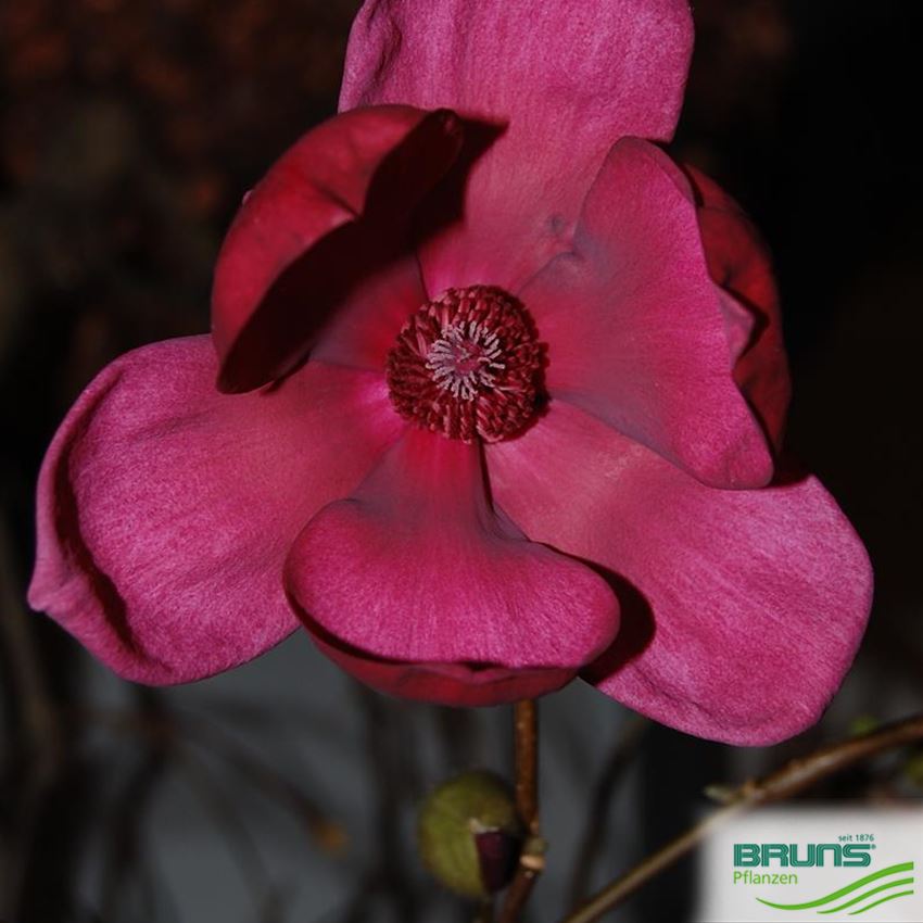 Magnolia soulangeana 'Genie' (R) von Bruns Pflanzen