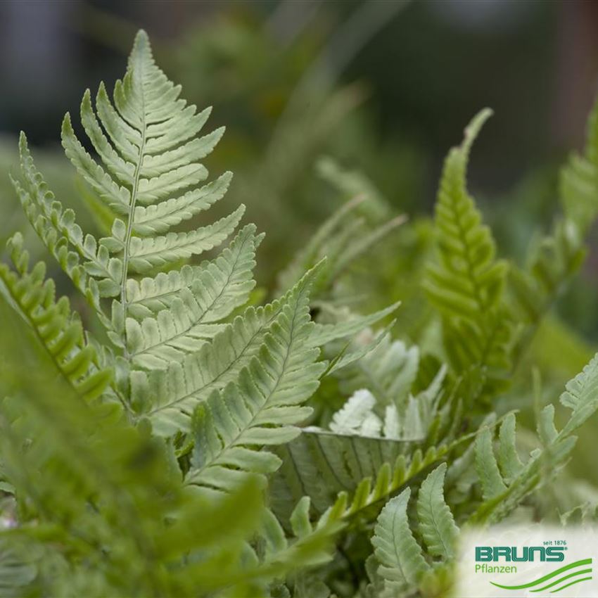 Dryopteris erythrosora, Copper Fern von Bruns Pflanzen