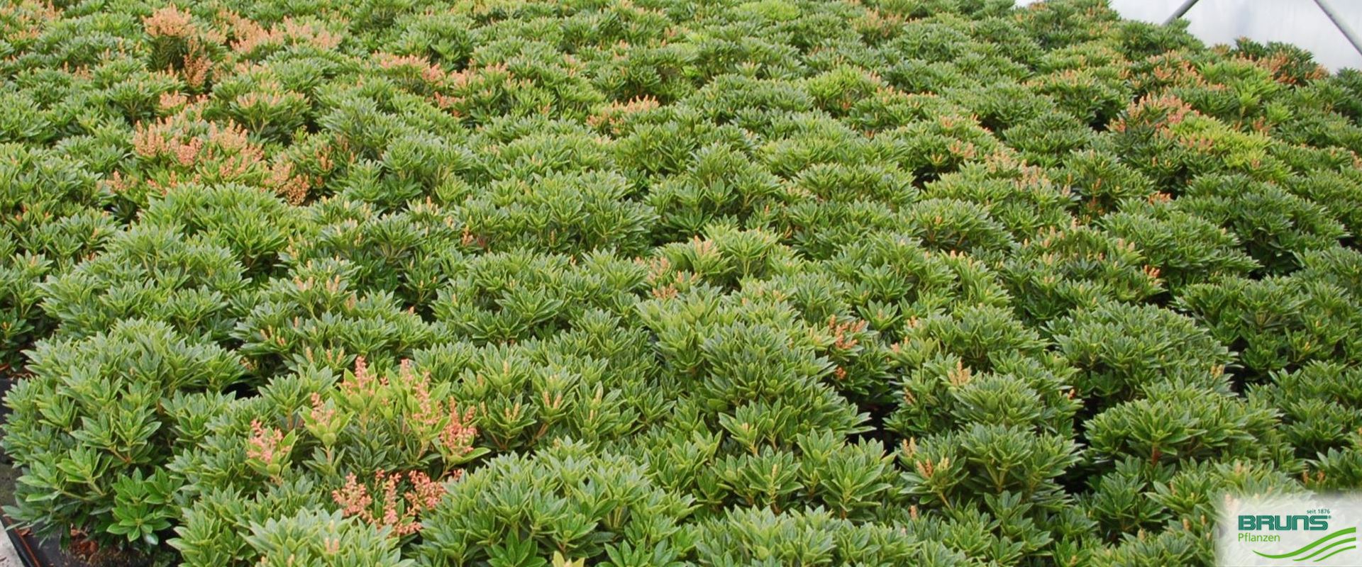 Pieris japonica 'Cupido' von Bruns Pflanzen