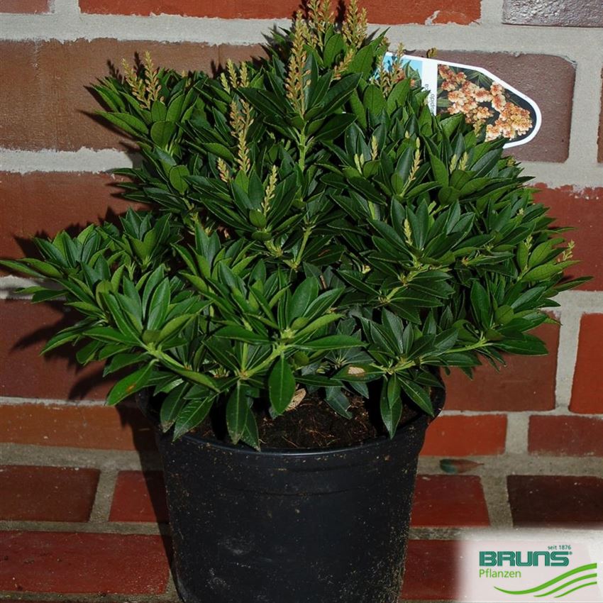Pieris japonica 'Cupido' von Bruns Pflanzen