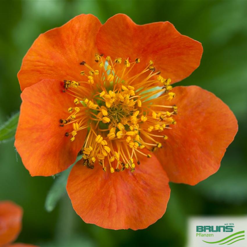 Geum coccineum 'Borisii' von Bruns Pflanzen