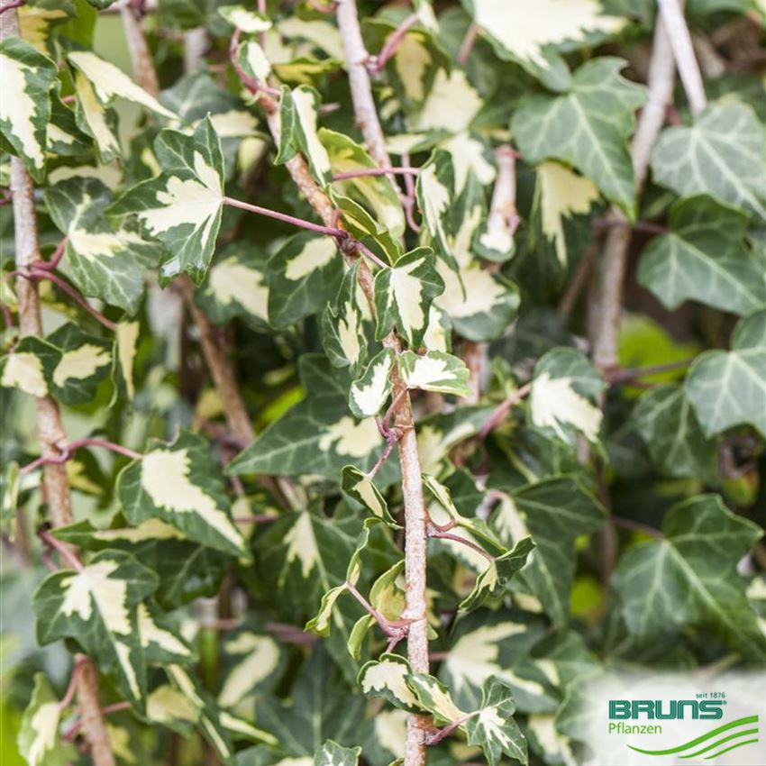 Hedera helix 'Goldheart' von Bruns Pflanzen