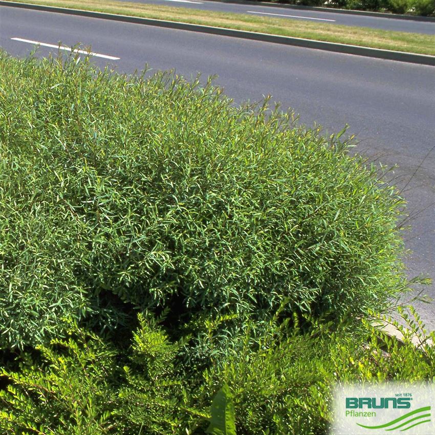 Salix purpurea 'Nana', Kugel-Weide, Zwerg-Purpur-Weide von Bruns Pflanzen