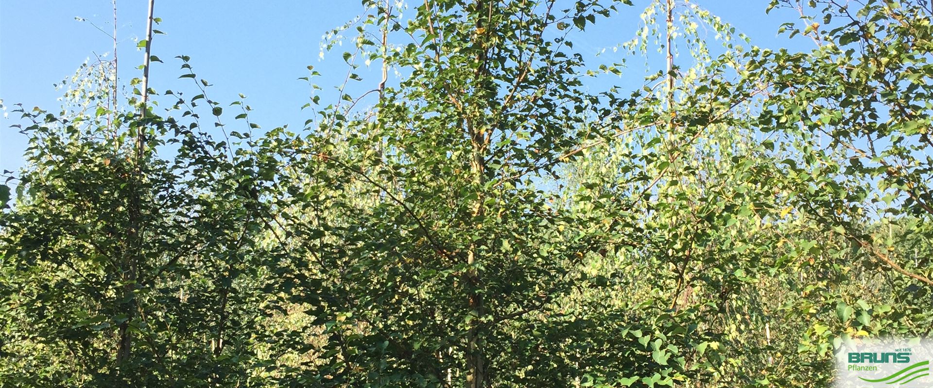 Betula albosinensis, Chinese red birch von Bruns Pflanzen