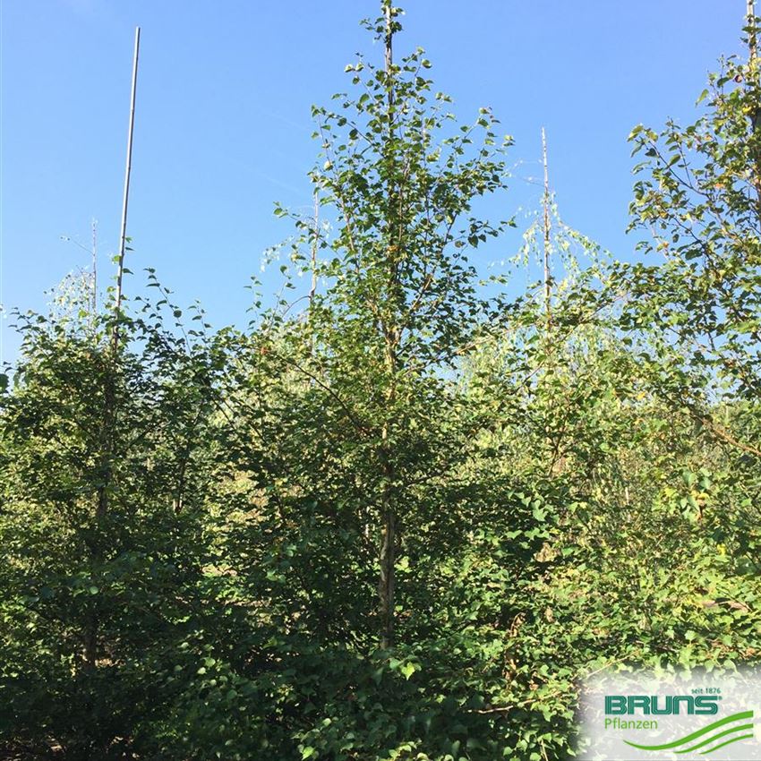 Betula albosinensis, Chinese red birch von Bruns Pflanzen