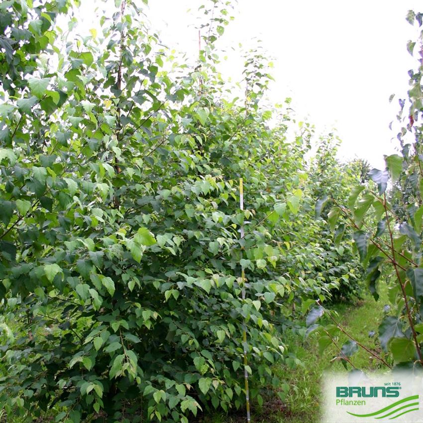 Betula papyrifera, Papier-Birke von Bruns Pflanzen