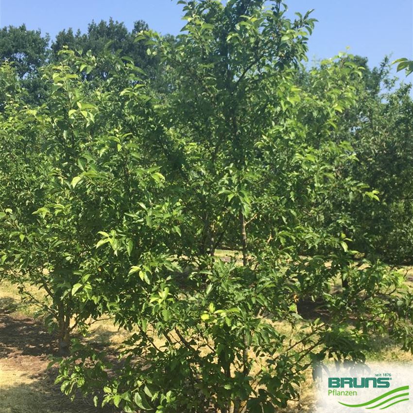 Malus 'David' von Bruns Pflanzen
