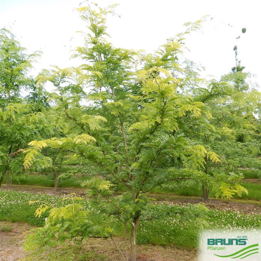 Gleditsia triacanthos 'Sunburst', Gold-Gleditschie von Bruns Pflanzen
