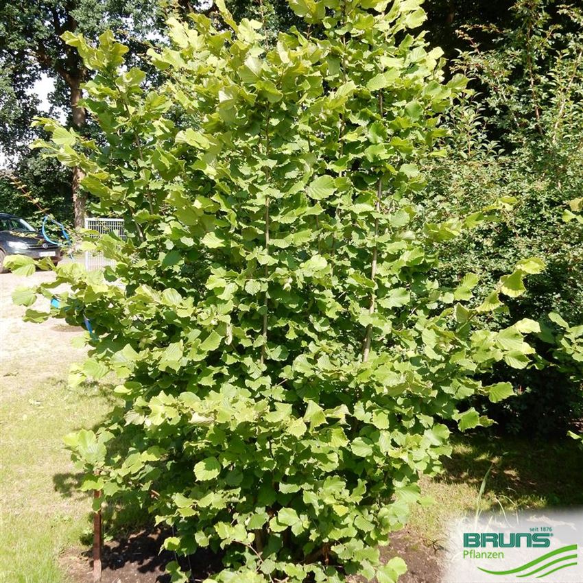 Corylus avellana, Cobnut, European hazel von Bruns Pflanzen