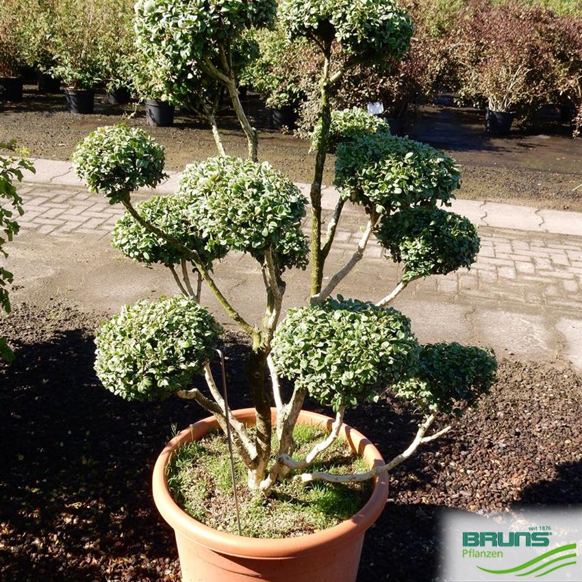 Buxus sempervirens var. arborescens, Gewöhnlicher Buchsbaum von Bruns ...