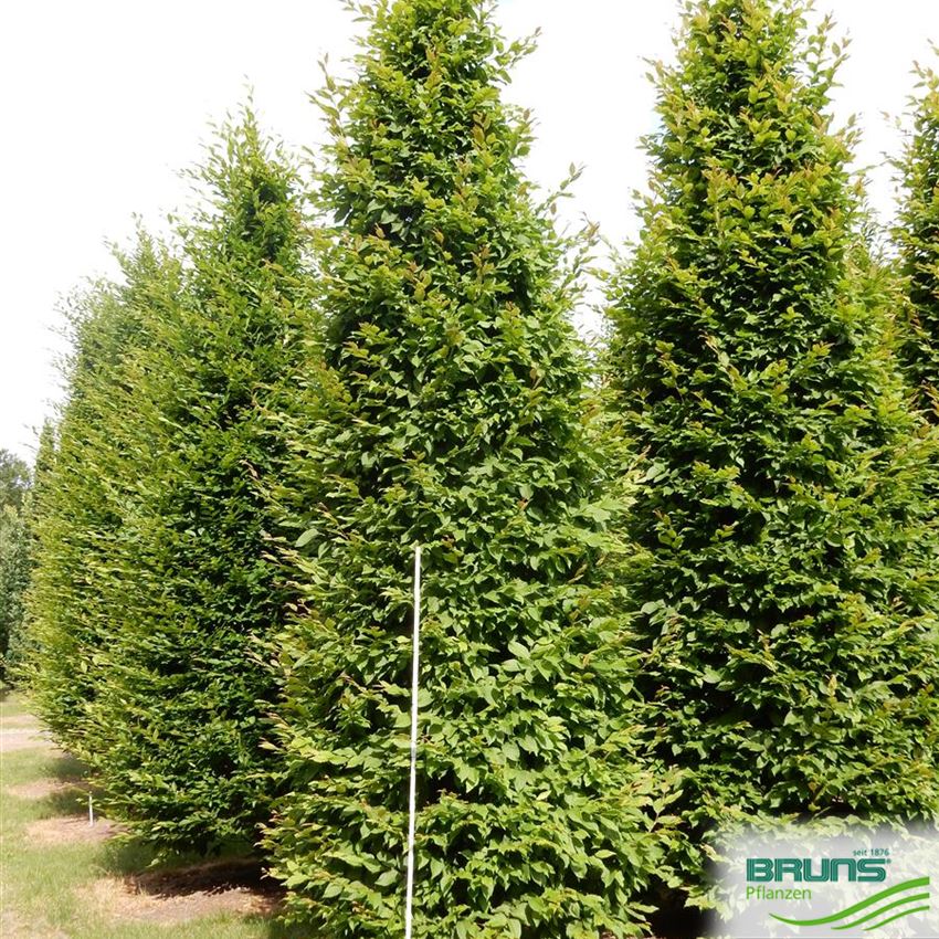 Carpinus betulus 'Fastigiata', charme pyramidal von Bruns Pflanzen