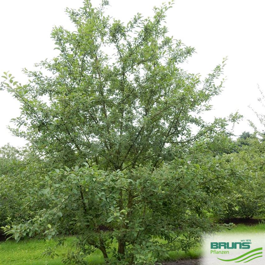 Malus sargentii, sargentii graft von Bruns Pflanzen
