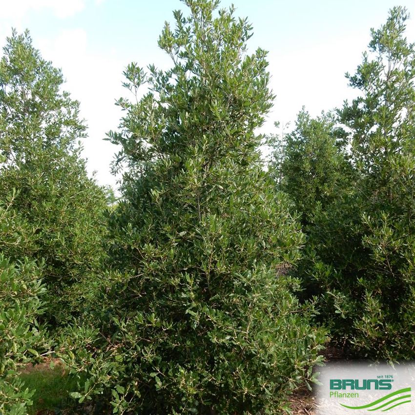 Quercus turneri 'Pseudoturneri', Turner's oak von Bruns Pflanzen