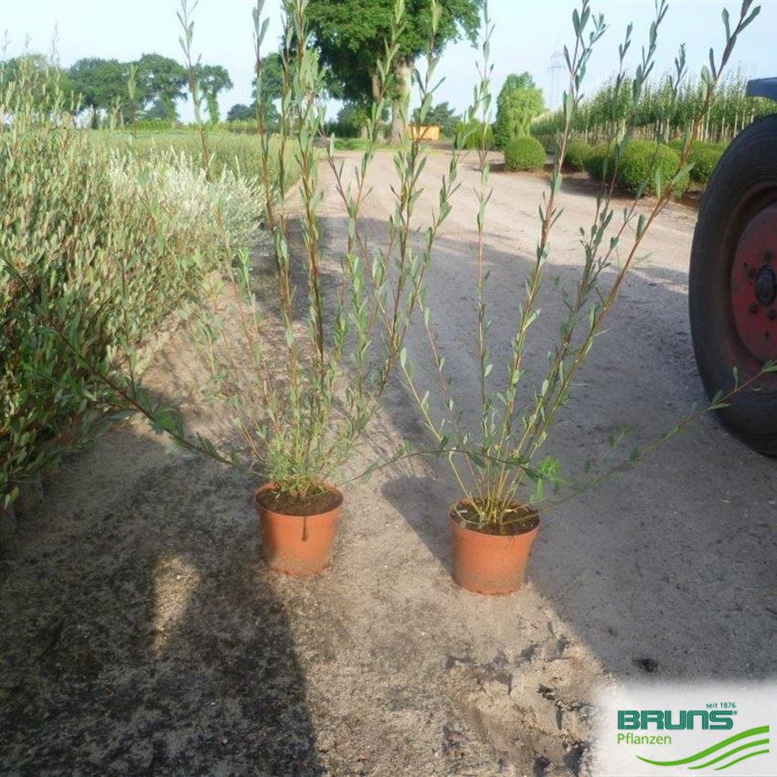 Salix purpurea, Purpur-Weide von Bruns Pflanzen