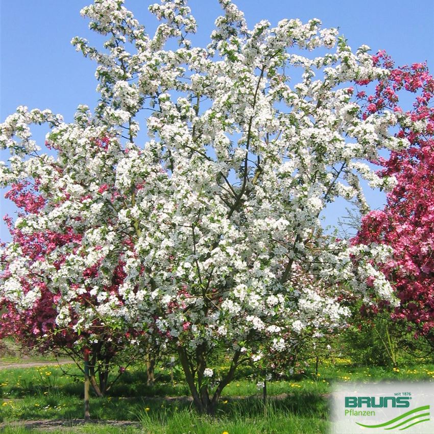 Malus 'Red Sentinel' von Bruns Pflanzen