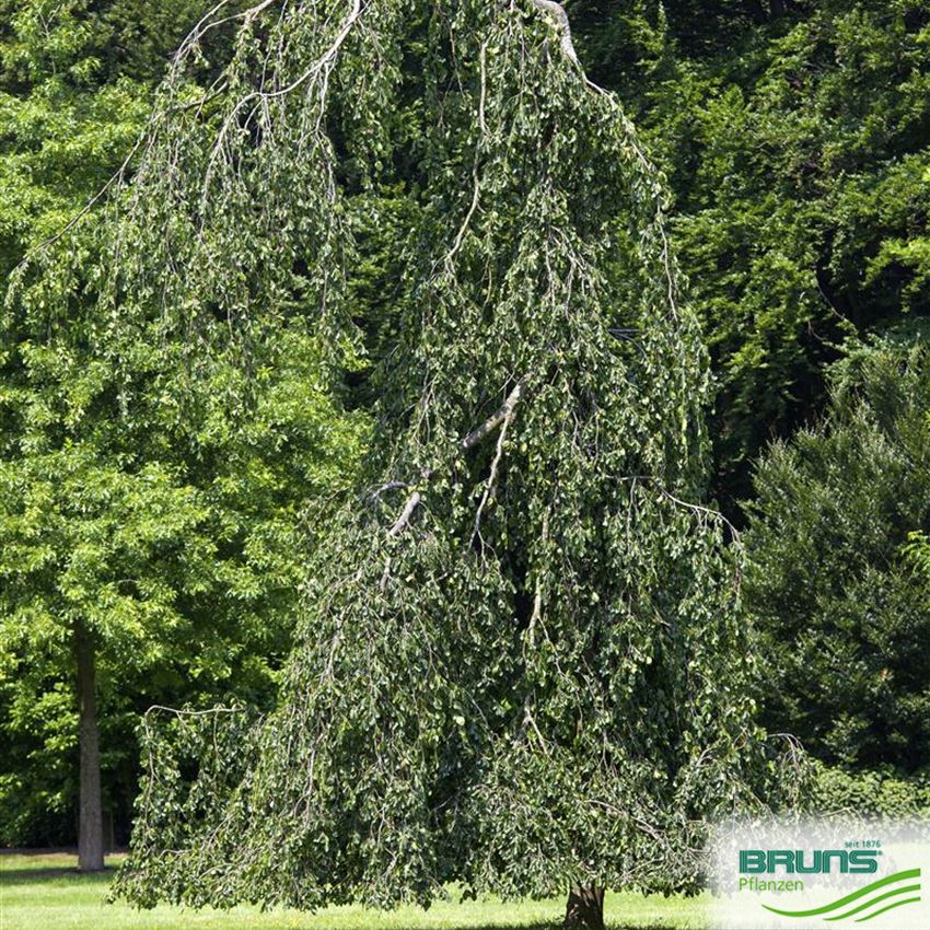 Fagus sylvatica 'Pendula', Weeping beech von Bruns Pflanzen